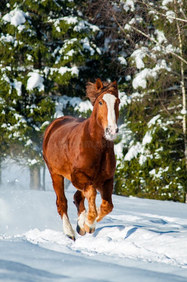 Beautiful Draft Stallion Running Gallop Stock Photo - Image of equine ...