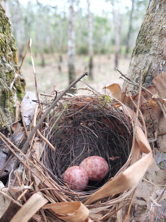 Beautiful dragon bird eggs stock image. Image of tree - 366108331