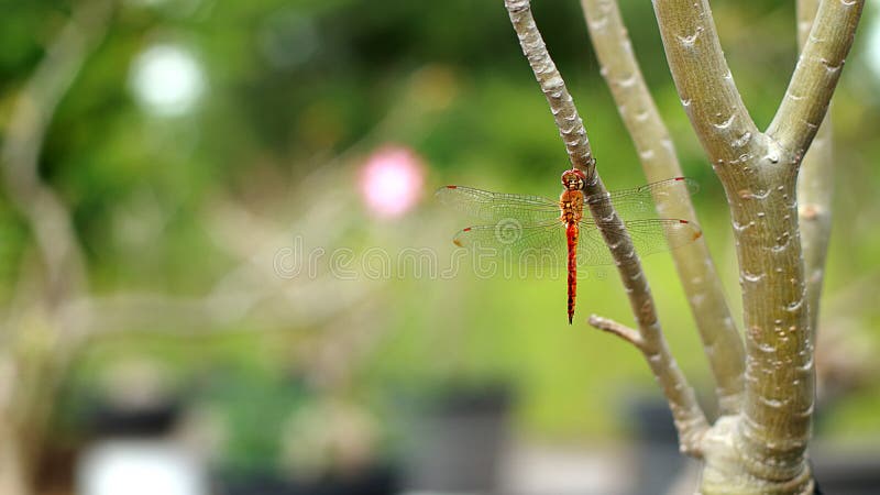 Dragonfly on the tree stock image. Image of brown, life - 146230699