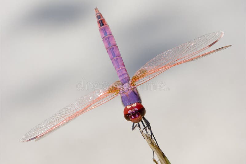 Beautiful dragonfly stock photo. Image of damselfly, nature - 15547064