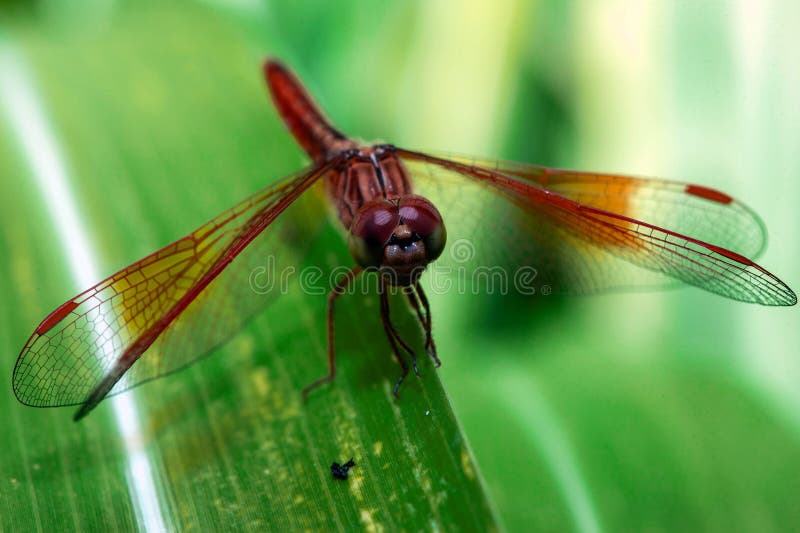 Beautiful Dragonfly Close Up Photo Stock Photo - Image of insect ...