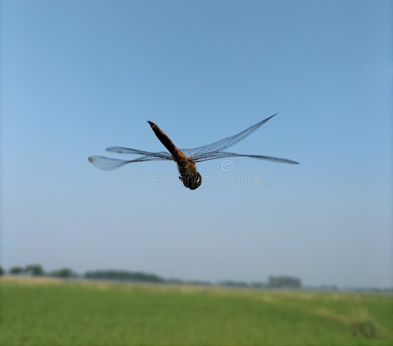Beautiful Dragonfly Flying Closeup Wallpaper Stock Photo - Image of water, aeshna: 259585256