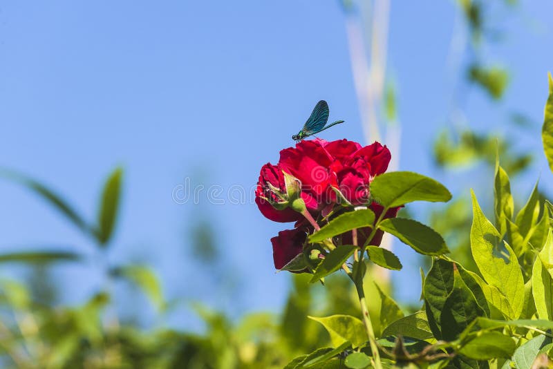 Beautiful Dragonfly on Red Rose Flower Stock Image - Image of beautiful ...