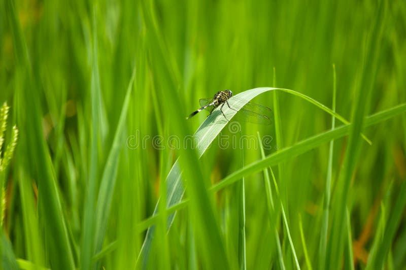 Beautiful Dragonfly in the Rice Fields Stock Photo - Image of alight ...