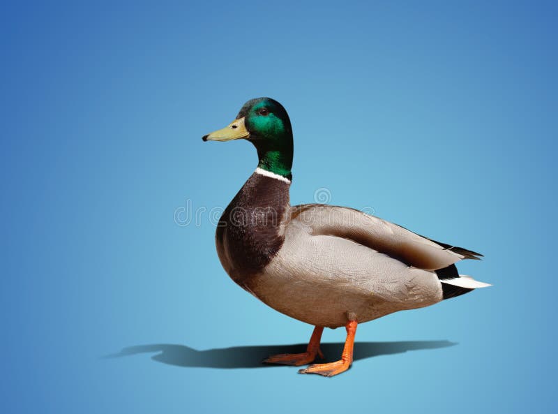 Beautiful Drake Stands on a Blue Background Stock Image - Image of ...