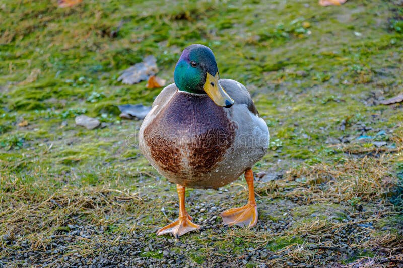 A Beautiful Drake with Wet Feathers Looks Towards the Camera Stock ...