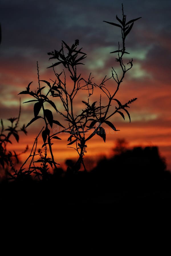 Beautiful and Dramatic Scenery of Sunset with Trees and Plants in ...