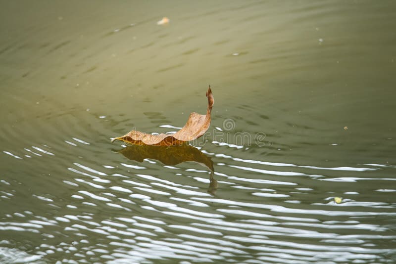 Beautiful Dried Leaf on Green Water Stock Image - Image of closeup ...