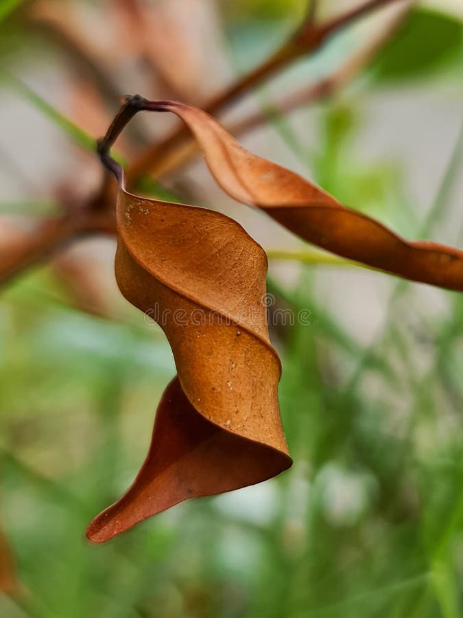 The Beautiful of Dried Leaves Hanging on the Tree Stock Photo - Image ...