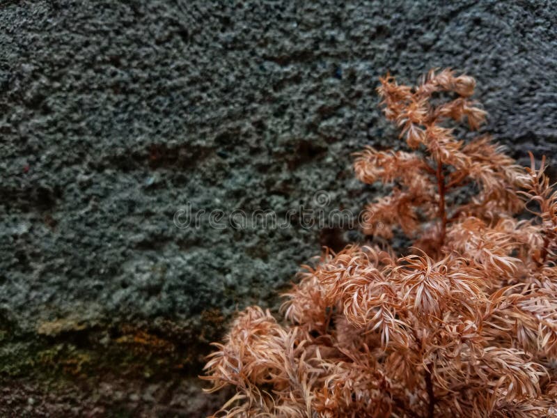 Beautiful Dried Leaves Tree Pine Stock Image - Image of tree, pine ...