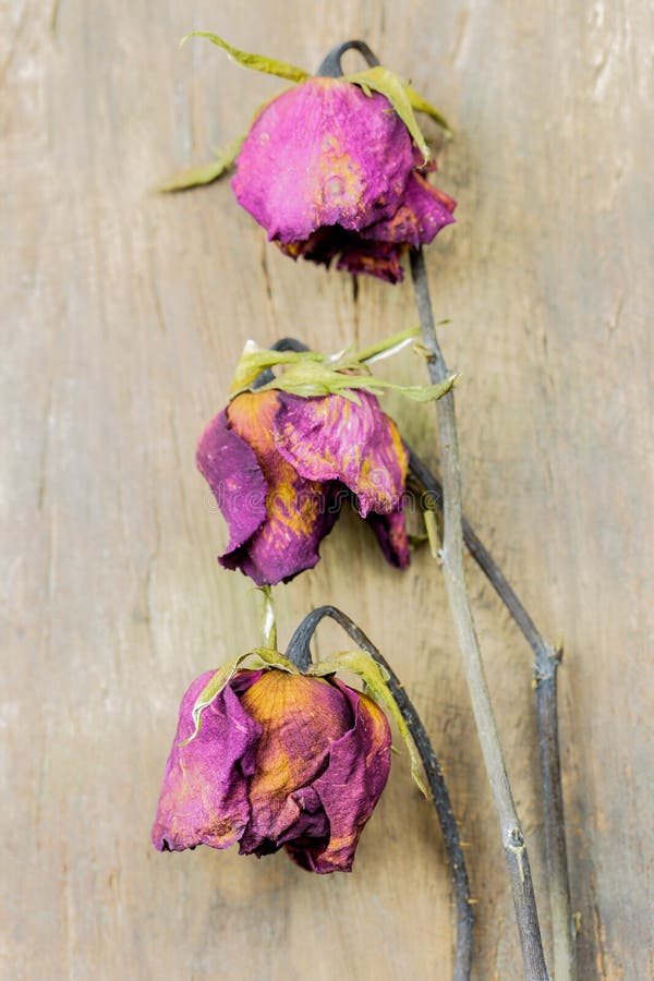 Beautiful dried roses stock image. Image of pink, bouquet - 72430239