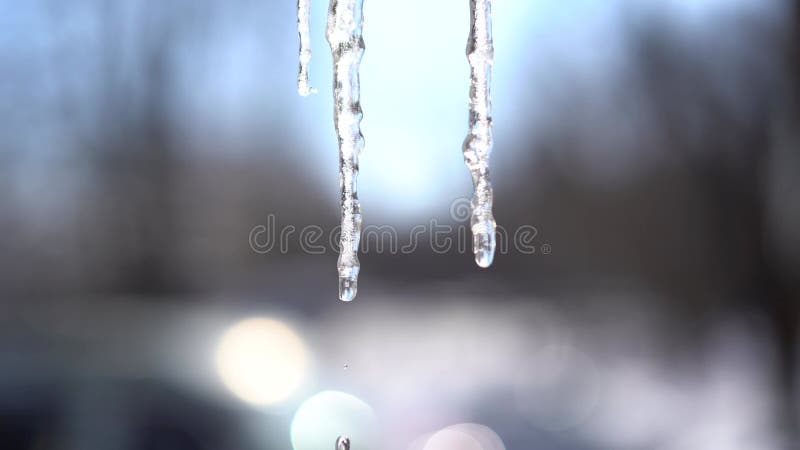 Beautiful Dripping Icicles on a Warm Bright Sunny Day. Sunlight ...