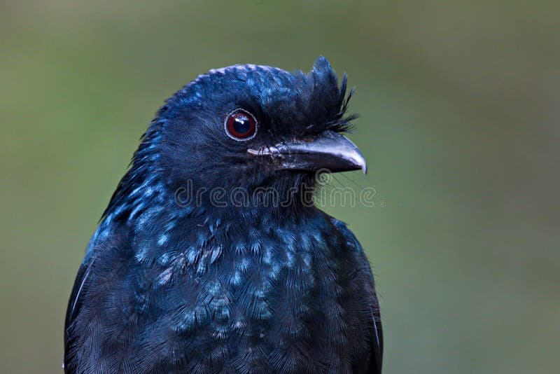 Beautiful Drongo Birds stock photo. Image of angrybird - 233651898