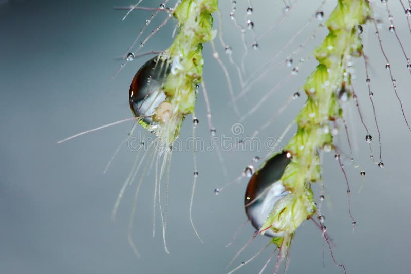 Beautiful Drop on Green Grass in Nature for Backgroud Stock Photo ...