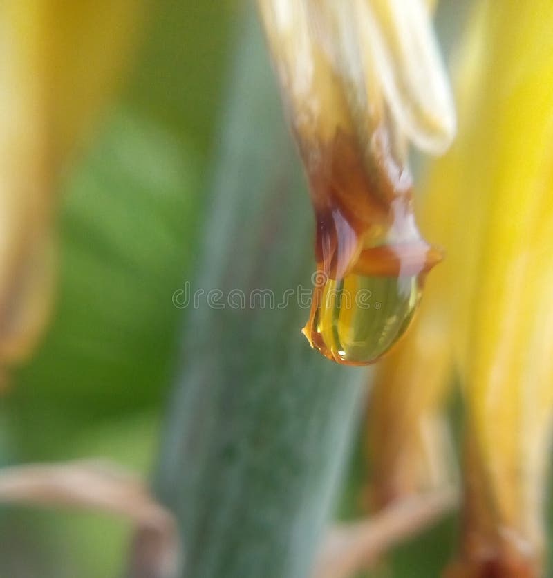 Beautiful drop of rain stock photo. Image of macro, rain - 143296384