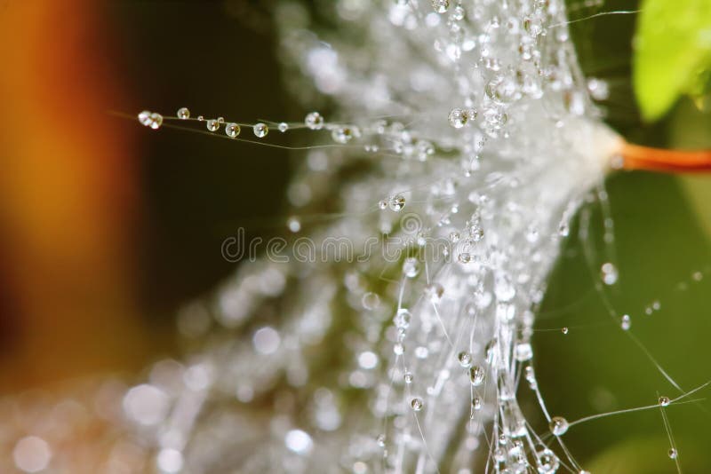Drop on Spider Web or Seed Plant in Nature for Backgroud Stock Image ...