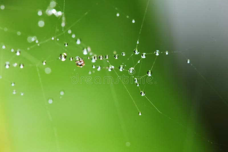 Drop on Spider Web or Seed Plant in Nature for Backgroud Stock Image ...
