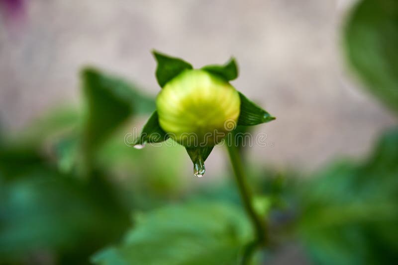 Beautiful Drop of Water on a Green Flower Petal Stock Photo - Image of ...