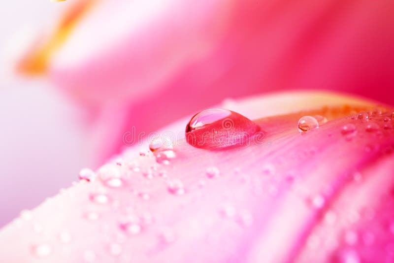 Beautiful Reflex of Flower in Water Drop Stock Photo - Image of pink ...