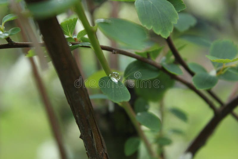 One small drop stock photo. Image of drop, branch, twig - 251217518