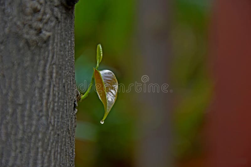 Rain drop on the leaf stock photo. Image of tree, droplet - 189925380