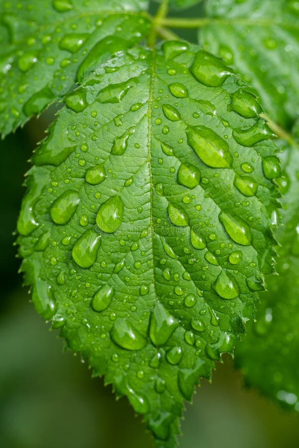 Beautiful Droplets after Rain on a Green Leaf Stock Image - Image of ...