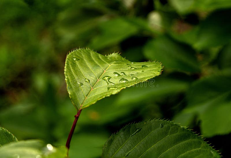 Beautiful Drops of Spring Rain on Green Foliage Stock Image - Image of ...