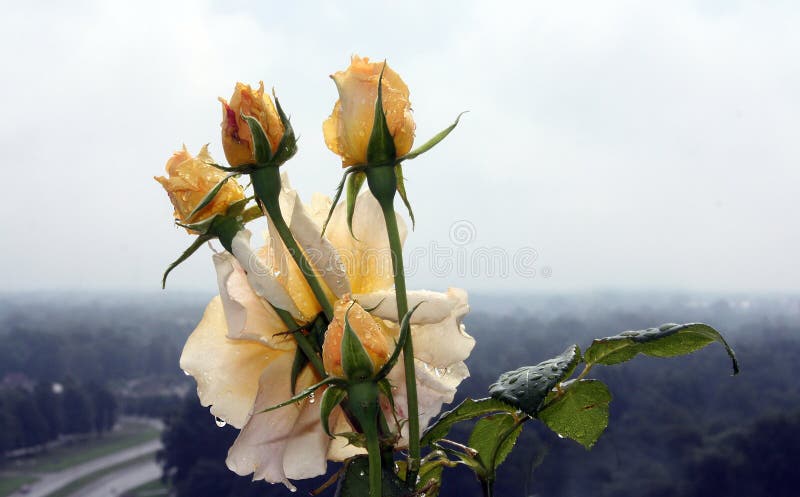 Beautiful Drops on a Yellow Rose after Rain Stock Image - Image of ...