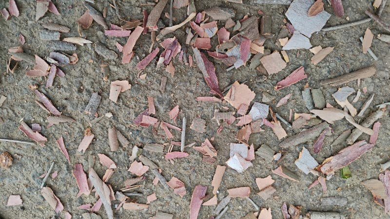 Beautiful Dry and Broken Nilgiri Eucalyptus Tree Bark or Stem and ...