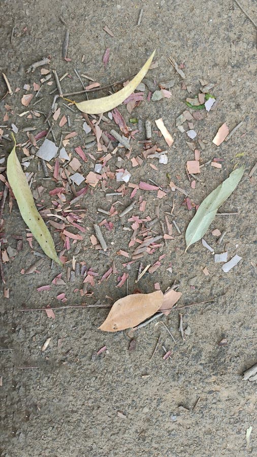 Beautiful Dry and Broken Nilgiri Eucalyptus Tree Bark or Stem and ...