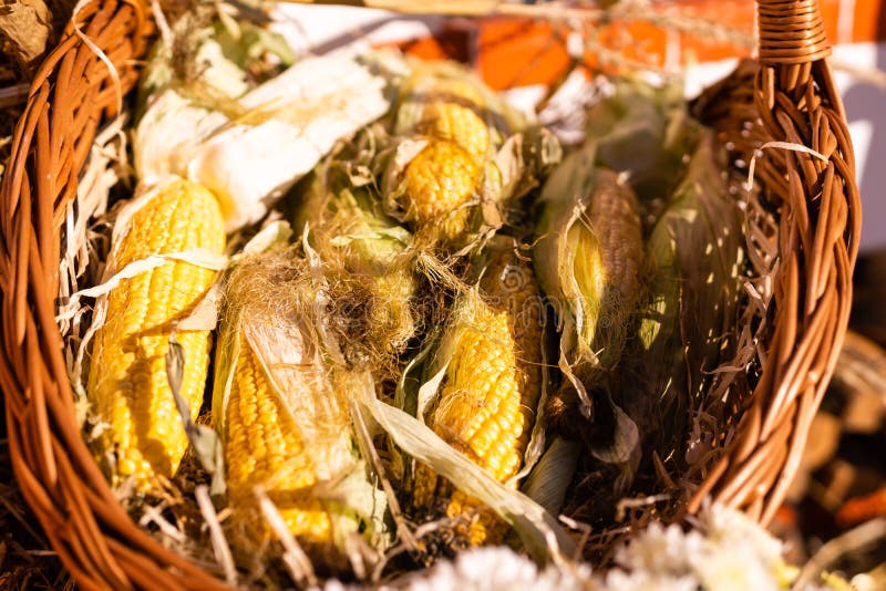 Beautiful and Dry Corn in a Basket Stock Image - Image of yellow, farm ...