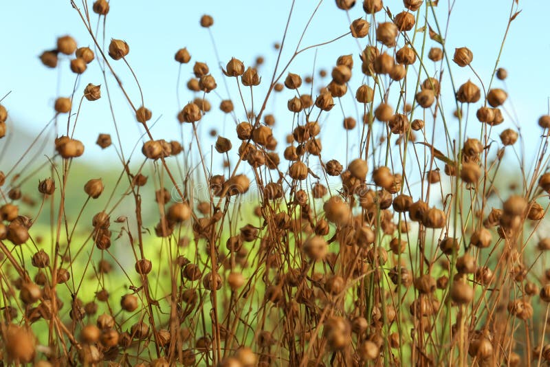 Beautiful Dry Flax Plants Against Blurred Background, Closeup Stock ...