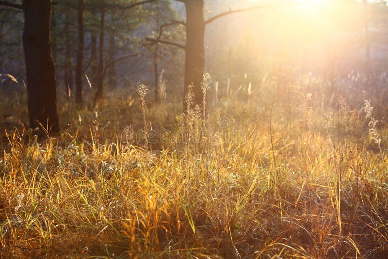 Beautiful Dry Grass, Pine Forest, Autumn Landscape Against a Forest ...