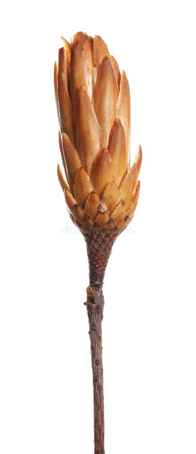 Beautiful Dry Protea Flower Bud Isolated on White Stock Photo - Image ...