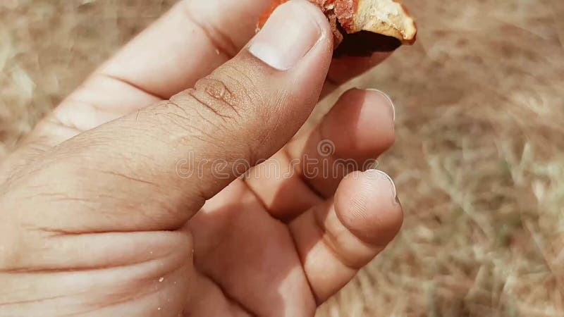 Beautiful Dry Red Betel Nuts or Areca Nuts, Complete Nuts, One Empty ...
