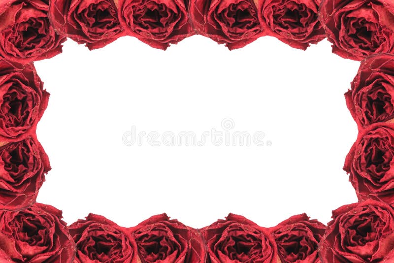 Beautiful Dry Red Rose Frame on White Stock Image - Image of design ...