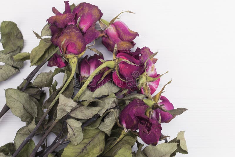 Beautiful dry rose stock photo. Image of potpourri, valentines - 80649508