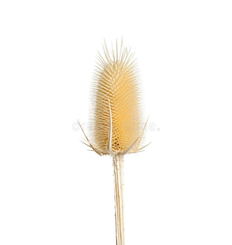 Beautiful Dry Teasel Flower Isolated on White Stock Photo - Image of ...