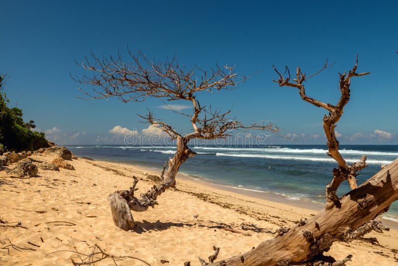 Beautiful Dry Tree on Beach. Stock Photo - Image of seascape, holidays ...