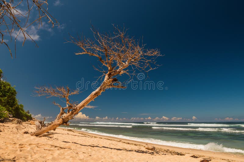 Beautiful Dry Tree on Beach. Stock Photo - Image of beautiful ...