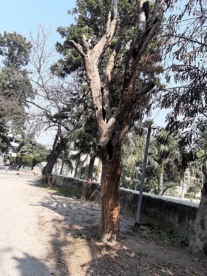 Treeh Green Stock Photos - Free & Royalty-Free Stock Photos from Dreamstime