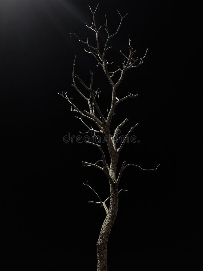A Beautiful Dry Tree at Night Stock Photo - Image of dark, nature ...