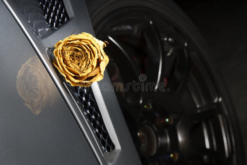 Beautiful Dry White Rose on Side Diffuser Sport Car Stock Photo - Image ...