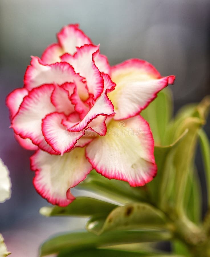 Beautiful Dual Coloured Rose Stock Image - Image of rose, beautiful ...