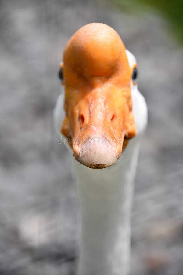 Beautiful Duck stock image. Image of male, migrate, brown - 210734901