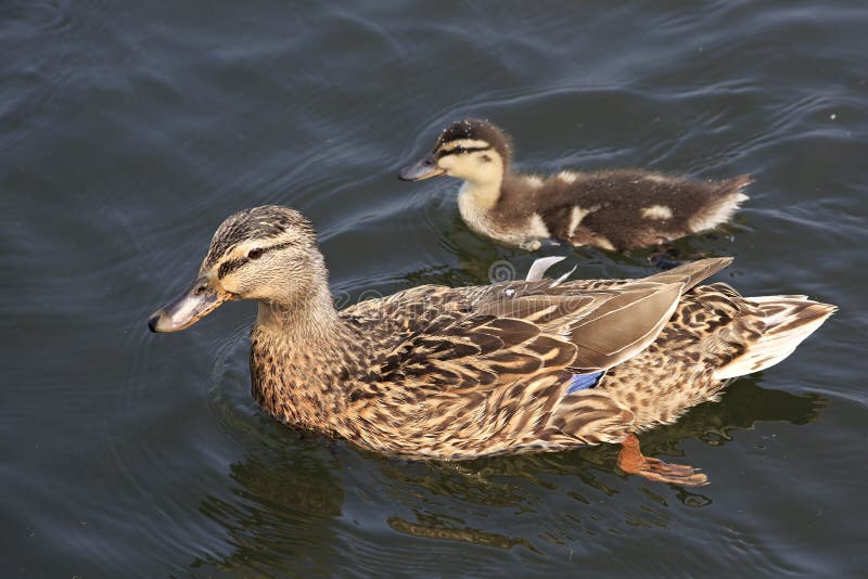 Beautiful Duck with Duckling Stock Photo - Image of duck, home: 37548362