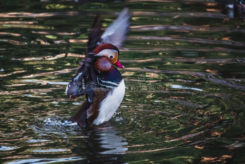 Beautiful Duck Playing in the Water Stock Photo - Image of water ...