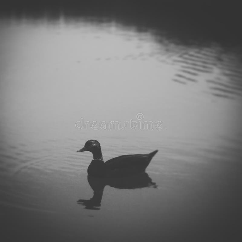 Birds Reflections stock photo. Image of duck, beautiful - 112158194