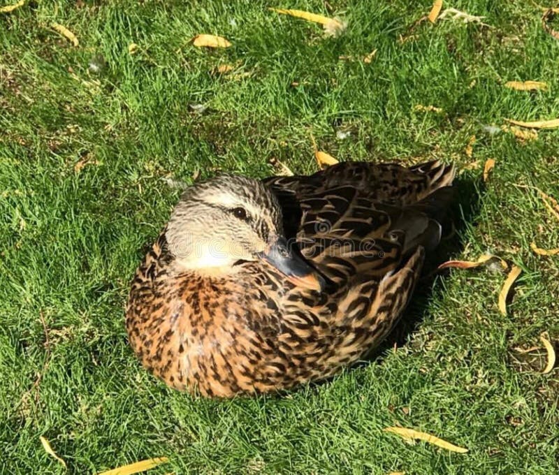 Beautiful Duck stock image. Image of wildlife, beautiful - 192966865