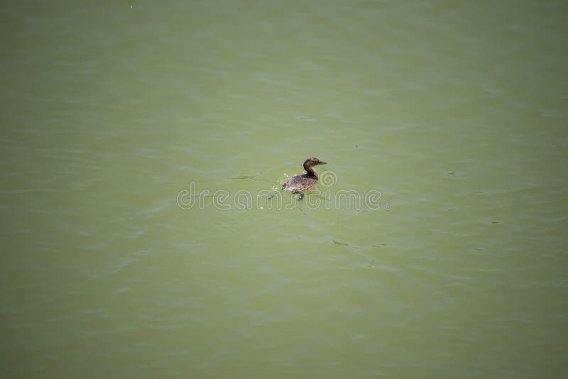 Beautiful Duck in the River Water Stock Image - Image of beak, blue ...